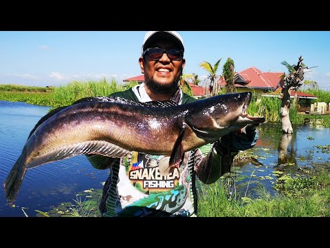 TOMAN FISHING # 09 / 4.5 KILOS GIANT SNAKEHEAD