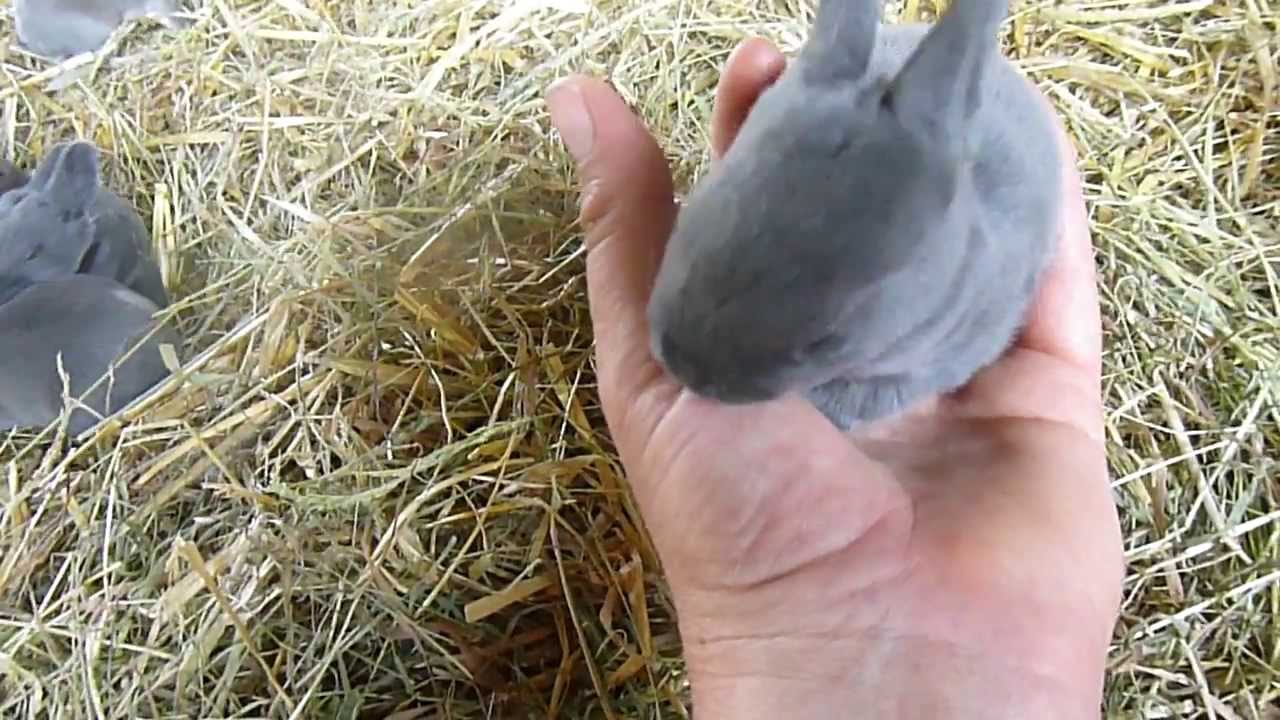 3 week old rex rabbit baby - YouTube