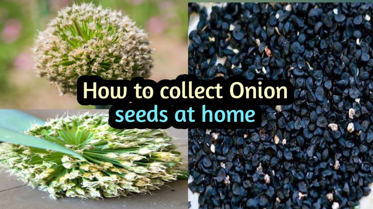 How to collect onion seeds || Onion seeds collection from Onion flower ...