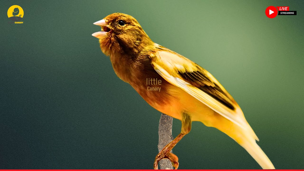 Your Canary Will NOT STOP SINGING With This Canary Training Song - 001 ...