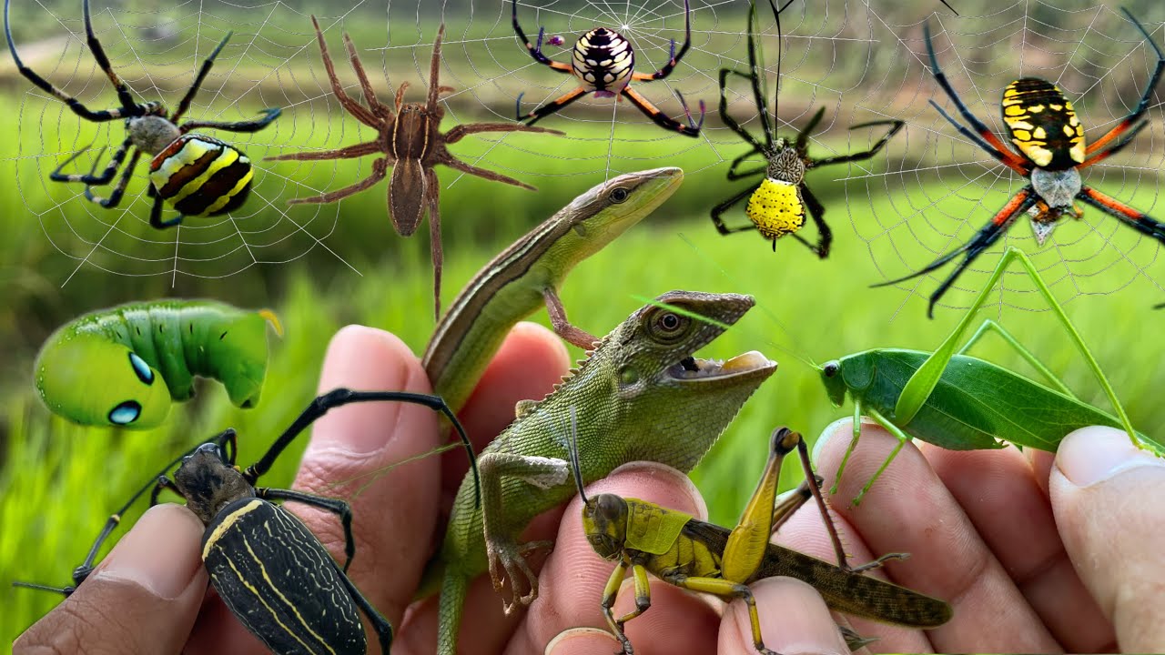 Explorer's Trail: Hunting Insects and Reptiles in the Wild - YouTube