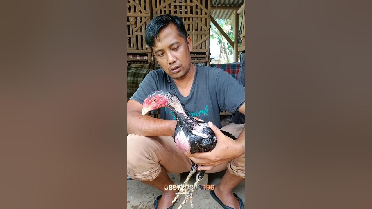 Bibit unggul ayam jago, pakoy harga 1jutaan #fyp #ayamjago #pakoy #ayamjantan #ayammurah - YouTube