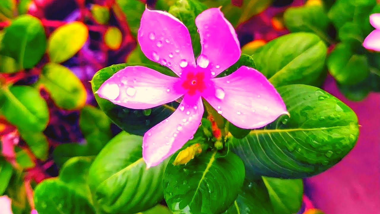 How to Grow Periwinkle from Seeds (Vinca Propagation from Seeds) - YouTube