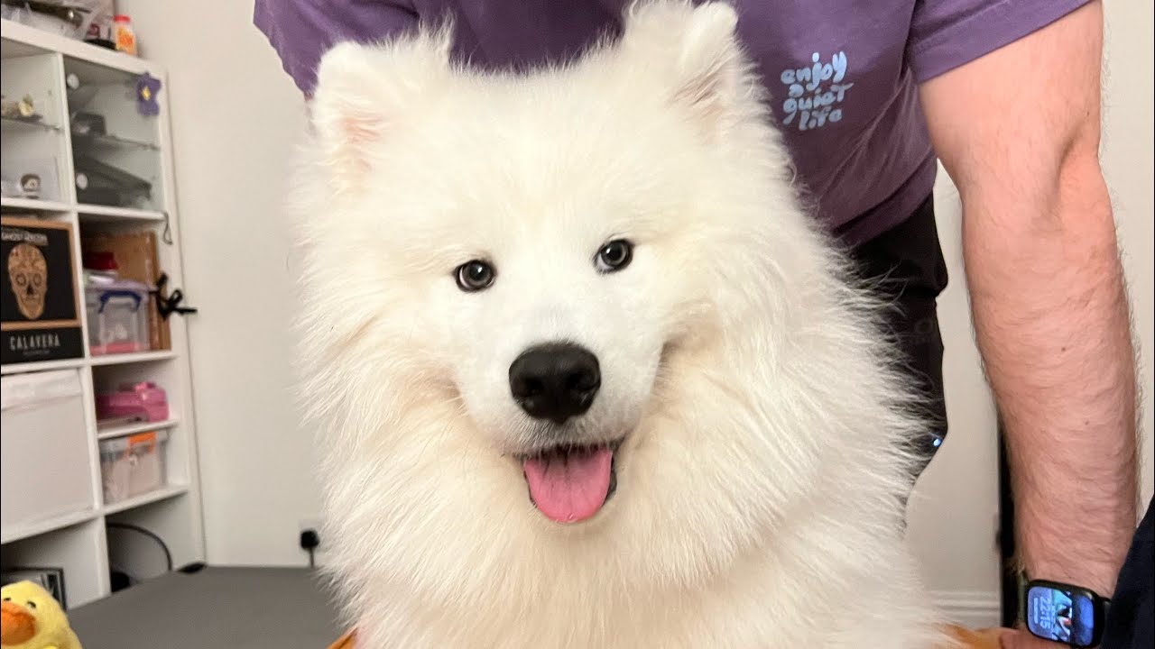 Samoyed meeting 😍 - Floof style ไปเที่ยวกับเพื่อนๆซามอยกันค้าบ #dog # ...