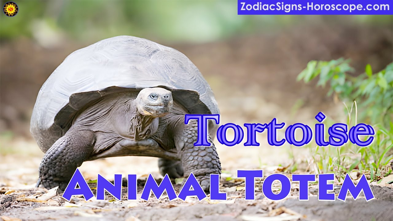 Tortoise Animal Totem - Tortoise Spirit Animal Meaning, Symbolism, Dream of the Tortoise Totem ...