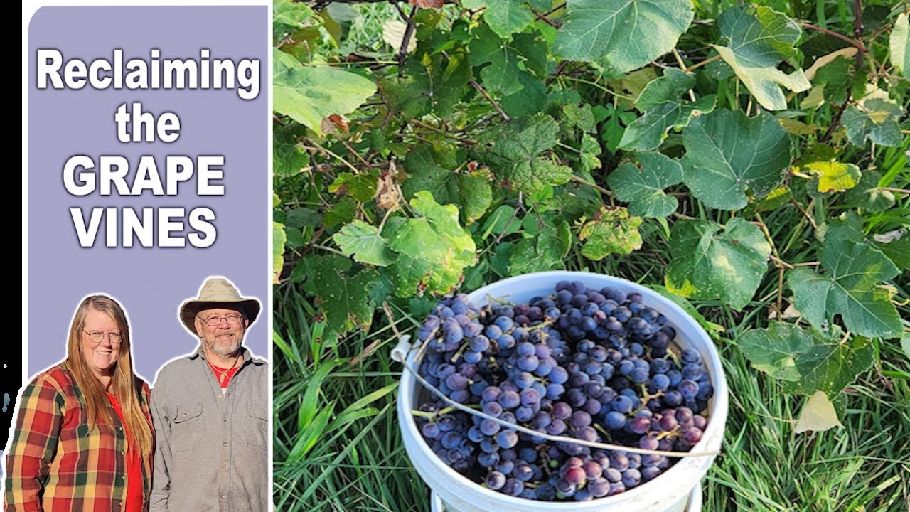 Reclaiming Grapes Gone WIld - YouTube