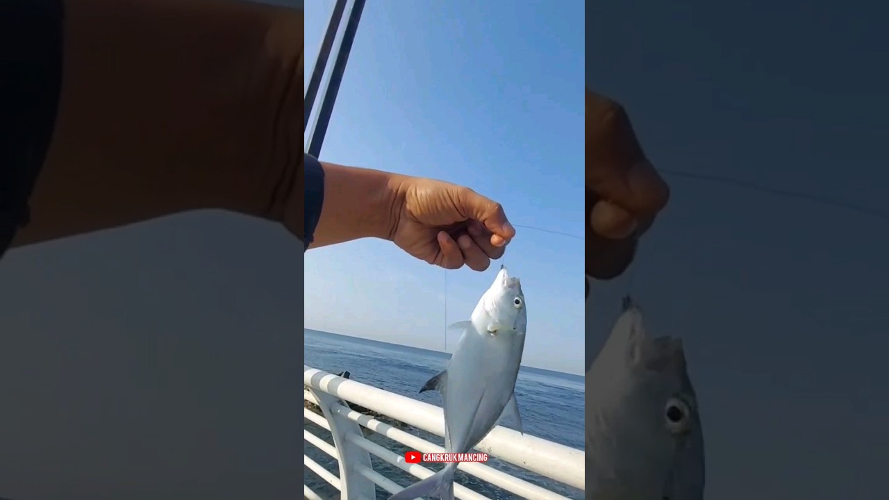 STRIKE IKAN GT #fishing - YouTube