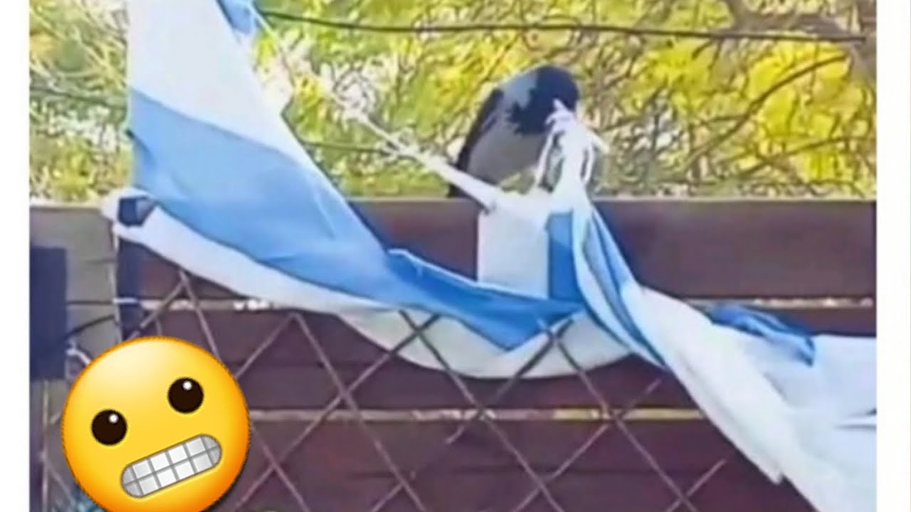 OMEN!!👈...CROWS attack people & destroy I$R∆€|I flags😁 - YouTube