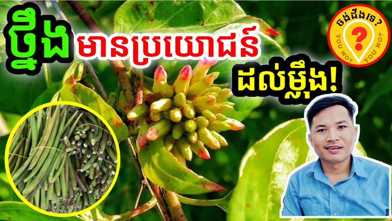 Advantages of Aganonerion polymorphum plants អត្ថប្រយោជន៍របស់ថ្នឹង ...