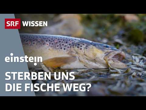 Lassen wir unsere Fische sterben? | Einstein | SRF Wissen