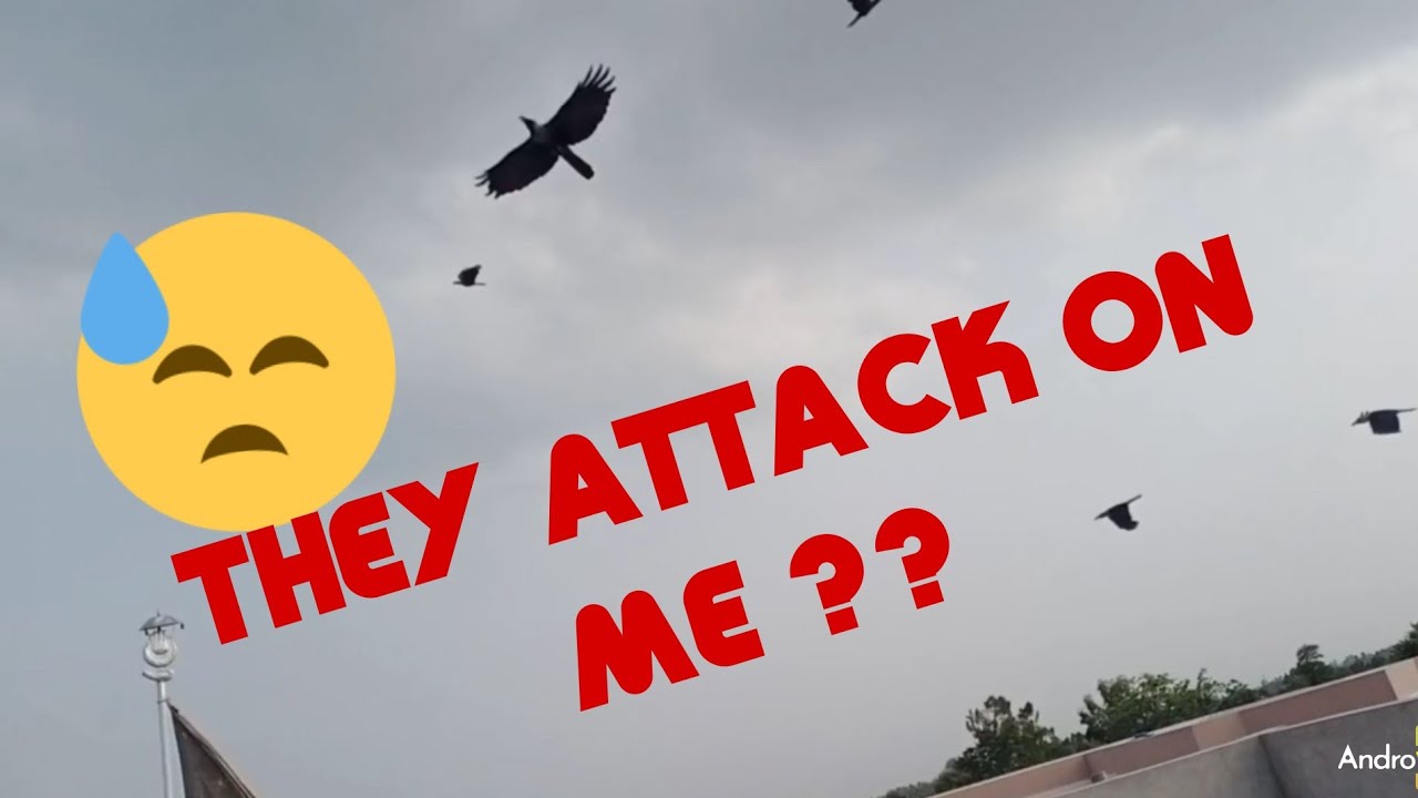 Crows Attack on me 🤣But why? - YouTube