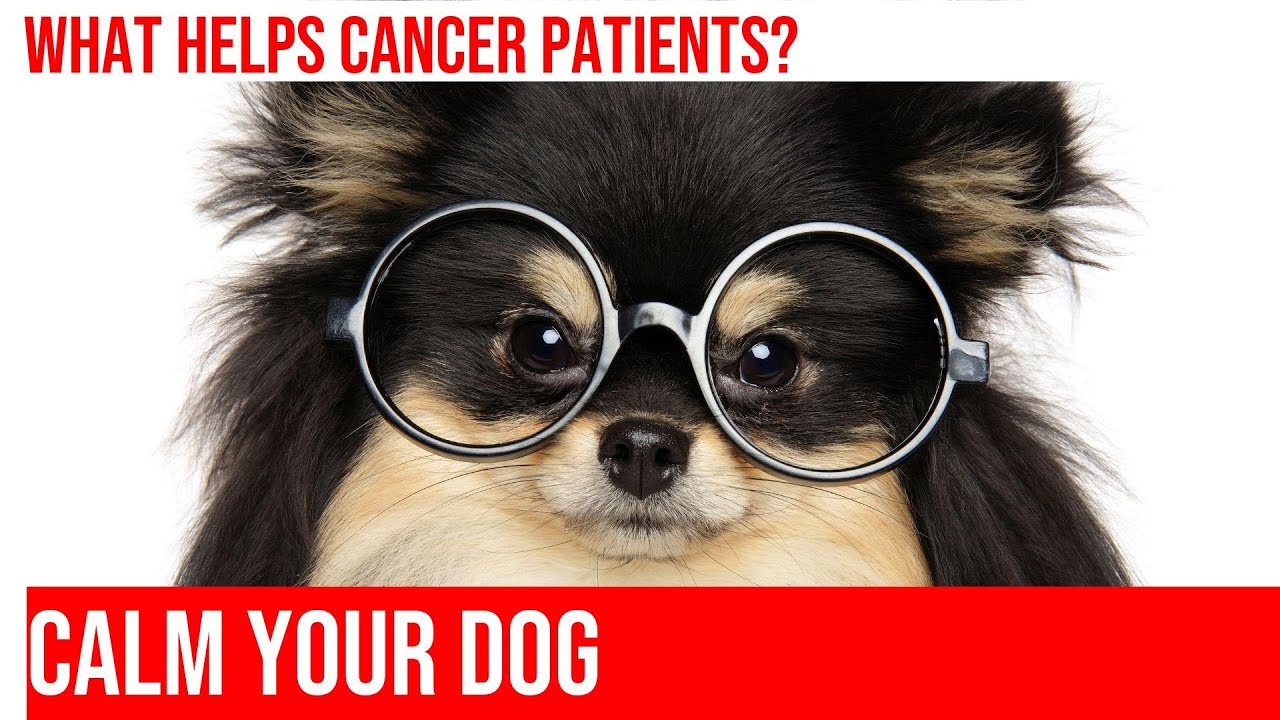 Training Your Dog for Cancer Treatment: Staying Calm During ...