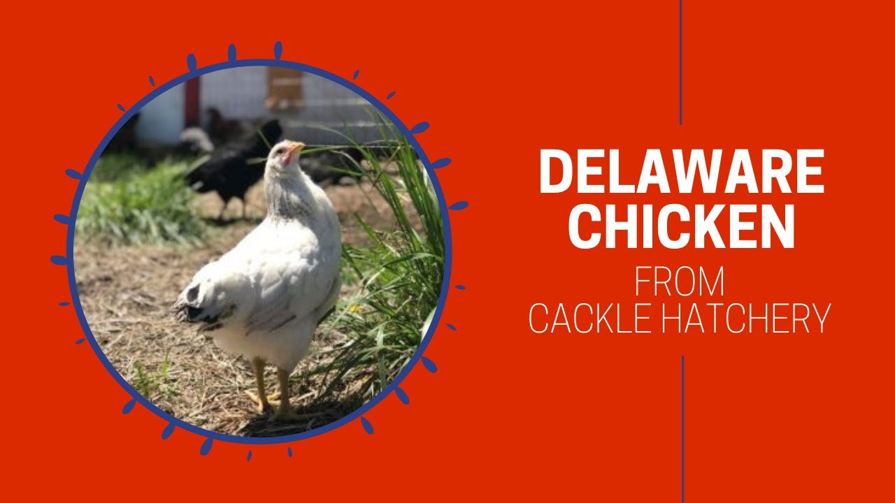 Delaware Chicken - YouTube