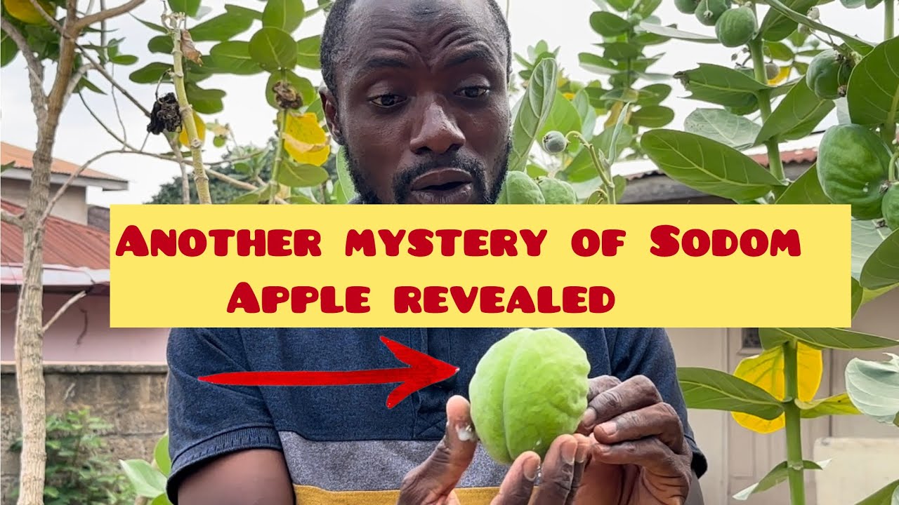 Another MYSTERY about sodom apple revealed and its quite sh0cking - YouTube