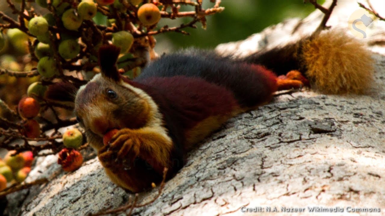 Is the Malabar Giant Squirrel a Real Animal? - YouTube