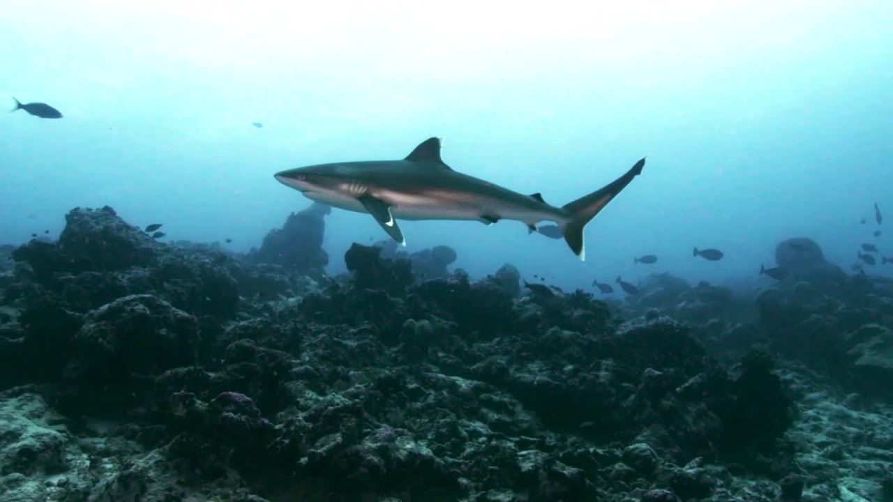 A la recherche du requin Baliais - YouTube