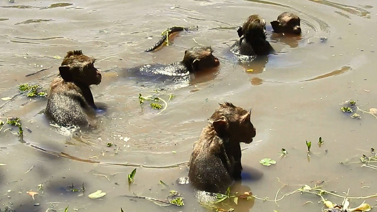 Wow! All Baby Monkeys In Amber Diving Into The Water, Happy Playing ...