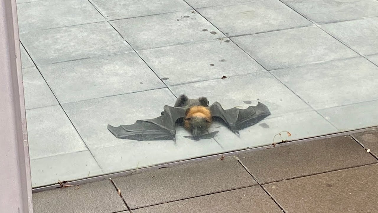 Rescuing a flying-fox in an atrium: this is Radio - YouTube