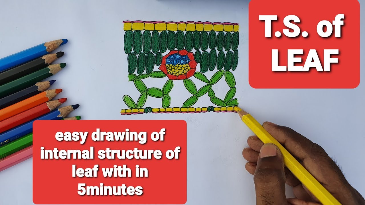 How to draw T.S.of leaf (internal structure of leaf) easily? - YouTube