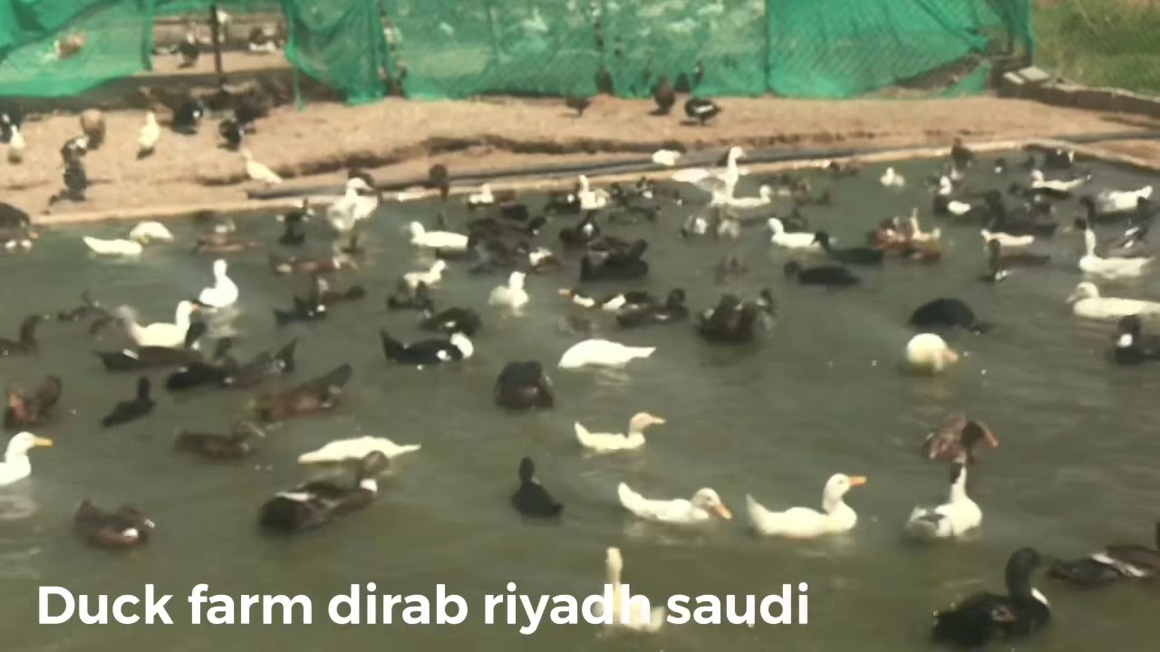 Ducks bird farm in dirab RIYADH Saudi - YouTube