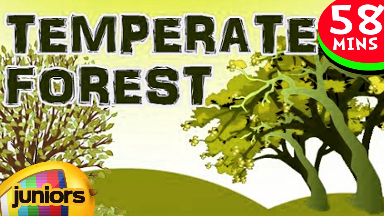 Learning Videos - Temperate And Forest - Learning Videos For Kids ...