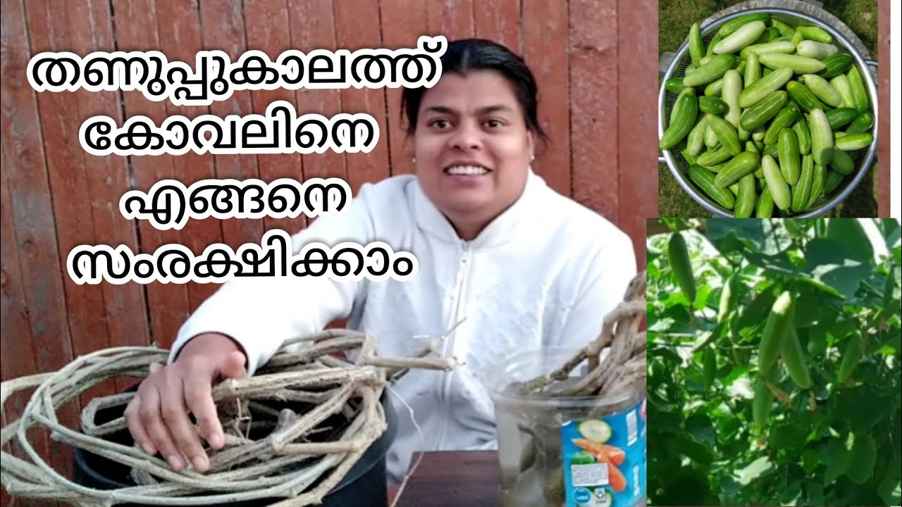How to protect ivy gourd from the winter in America #koval thand ...