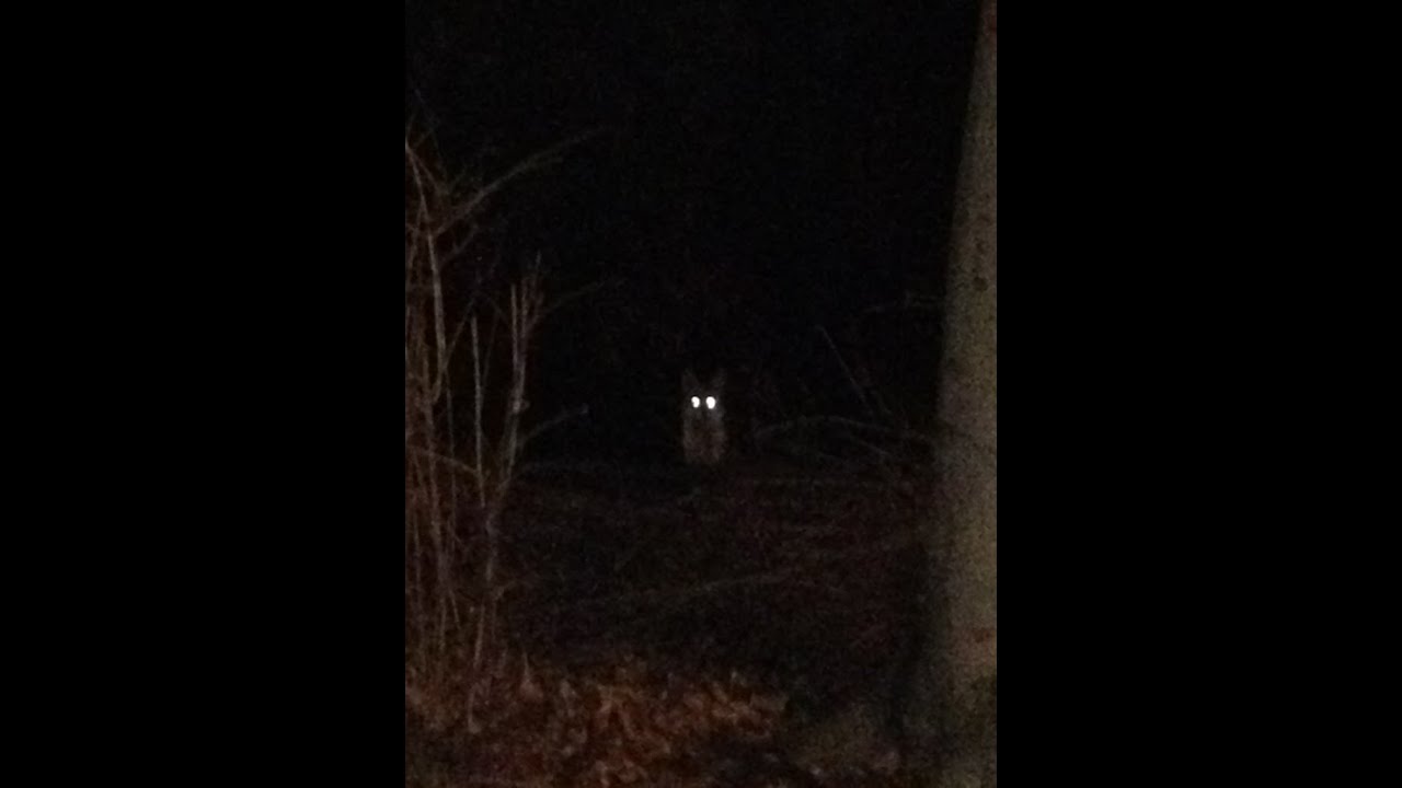 Exploring the Woods at Night - YouTube