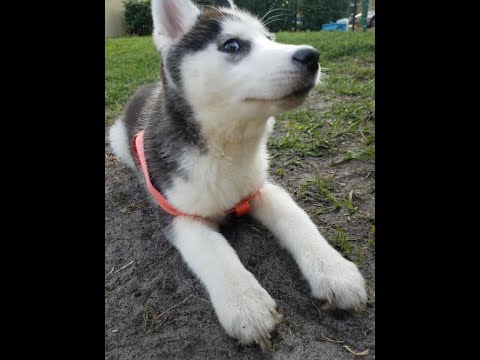 Jumpstream Practice! osu!mania 4k! (Thank you for tuning in Zyye and ...