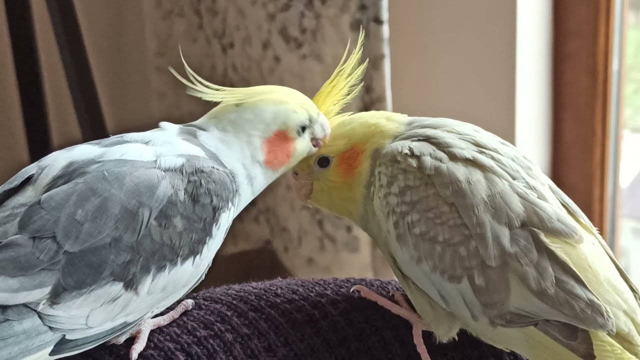 How cockatiels love each other - YouTube