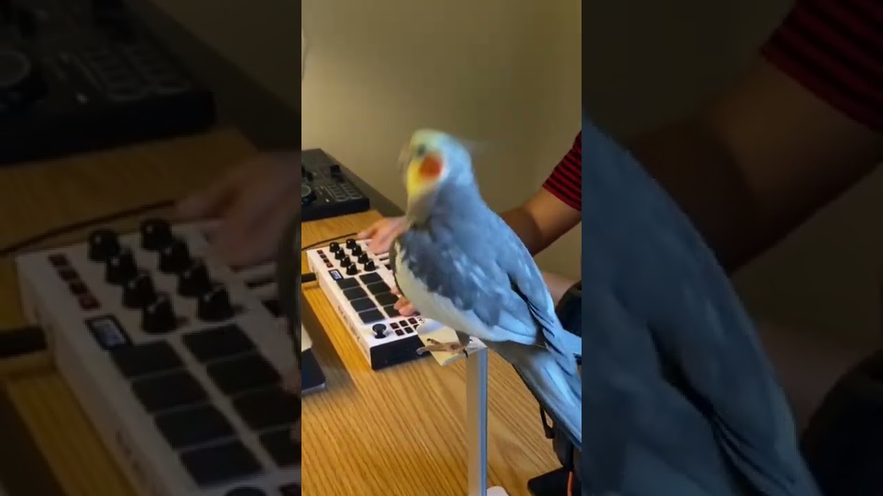 Yams said and I quote let me get this beat 😎 #parrot#bird#pet#cocktail ...