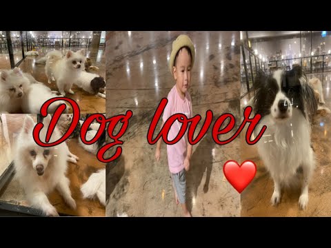 헤이독카페 /Cho Himchan playing / dogs - YouTube