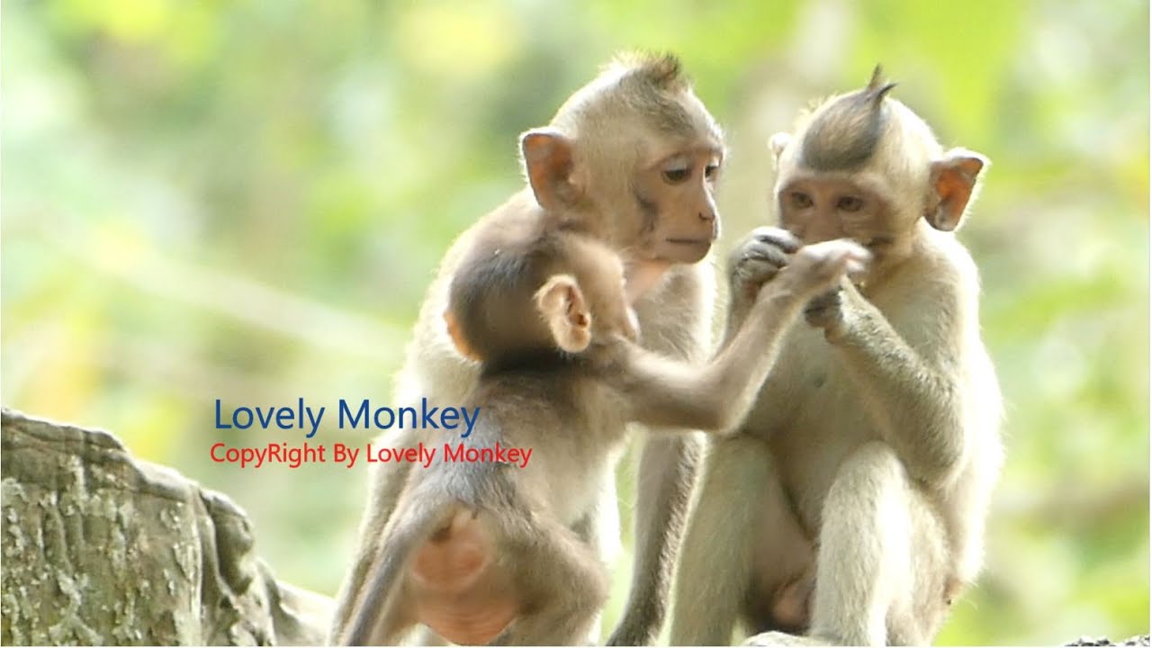 Those Baby Monkey are Making A Best Of Childhood Memories Together With ...