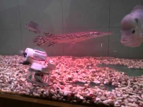 homemade rc submarine - YouTube