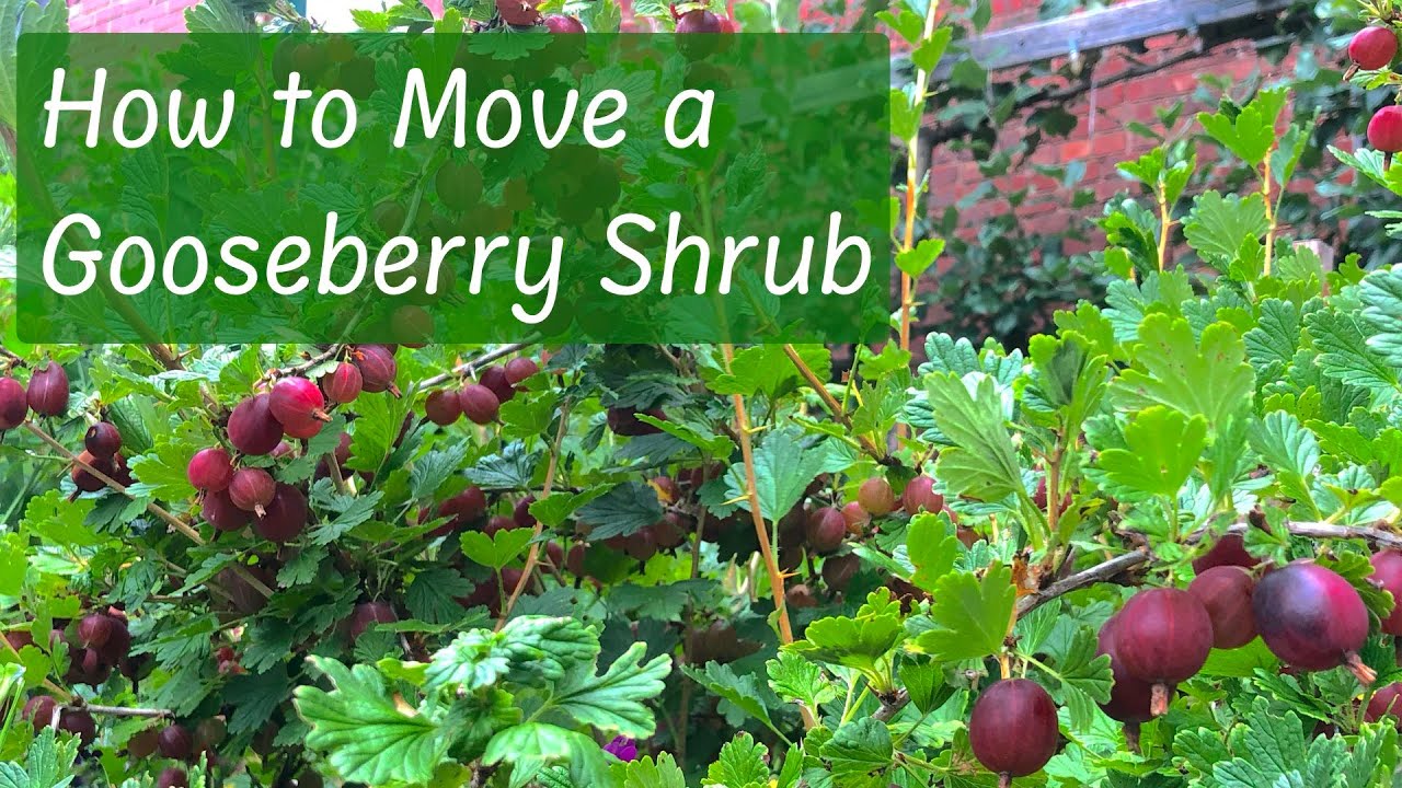 Relocating Gooseberry Bushes in Spring: A Step-by-Step Guide for ...