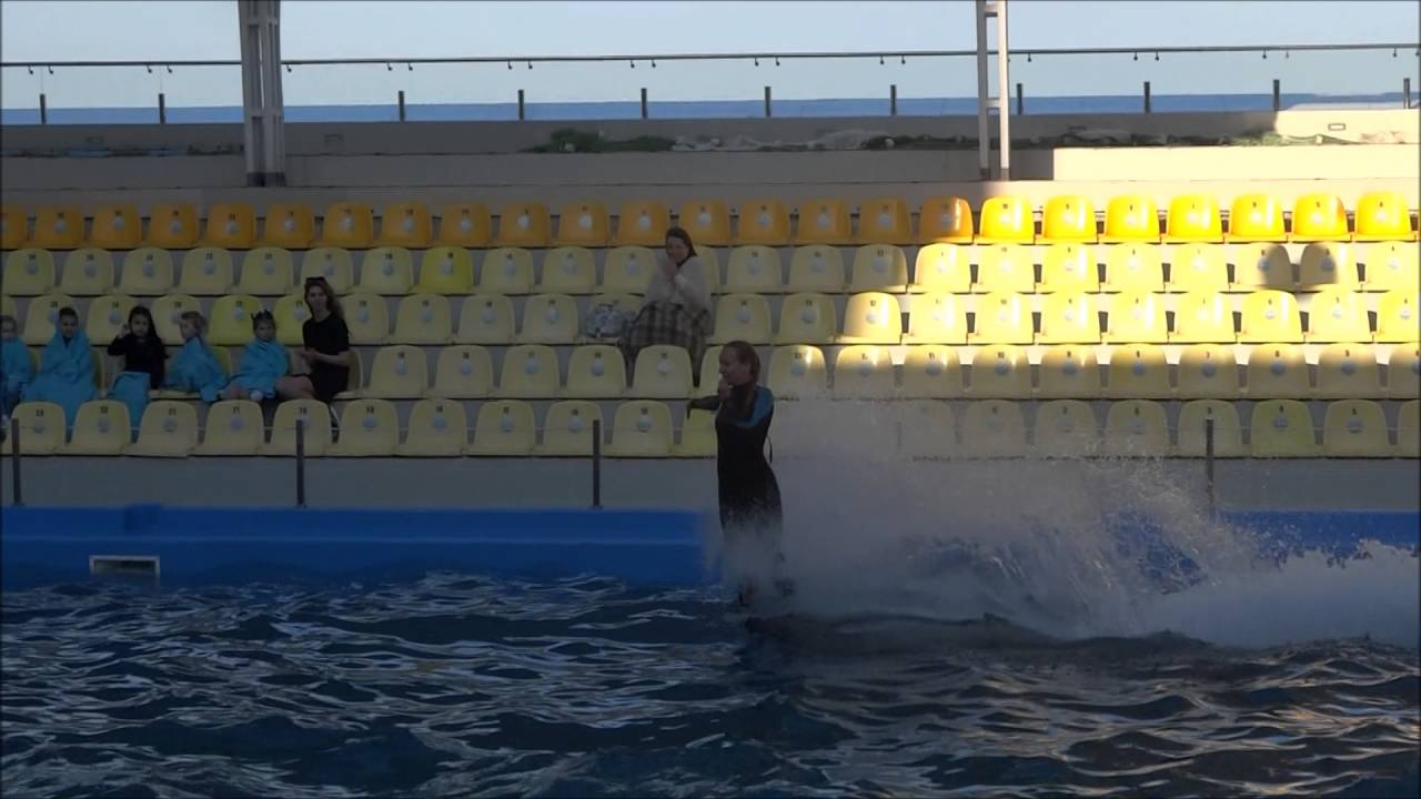 Amazing dolphin stunt - YouTube