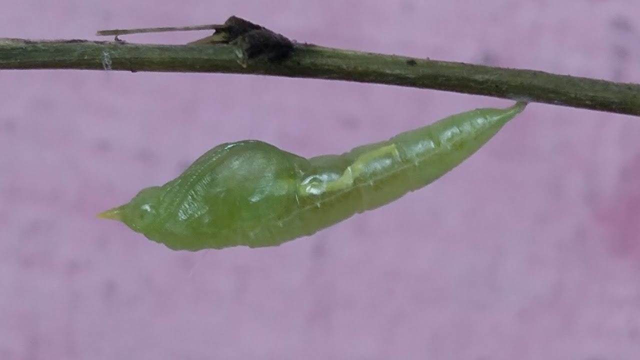 Freshly formed pupa of Common Grass Yellow Butterfly - YouTube