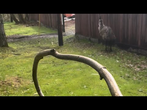 Shakin' a stick at an Emu - YouTube