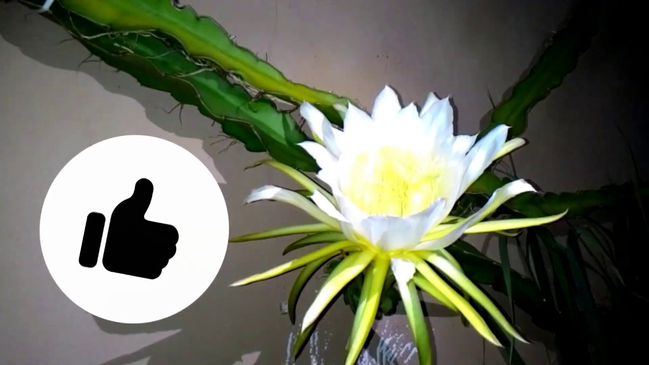 Time Lapse flor de PITAYA | Pitaya na Parede - YouTube