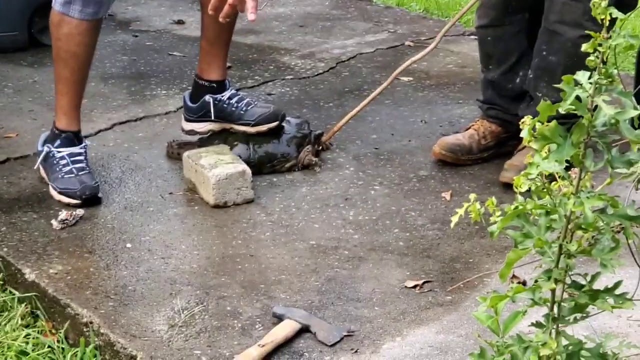 Turtle Slaughter Before Cooking(GRAPHIC) - YouTube