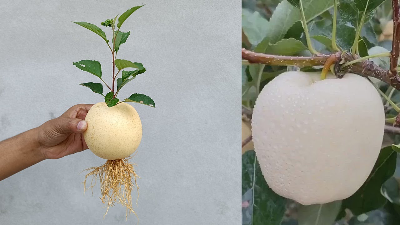 White Apple: grow apple tree from apple - YouTube