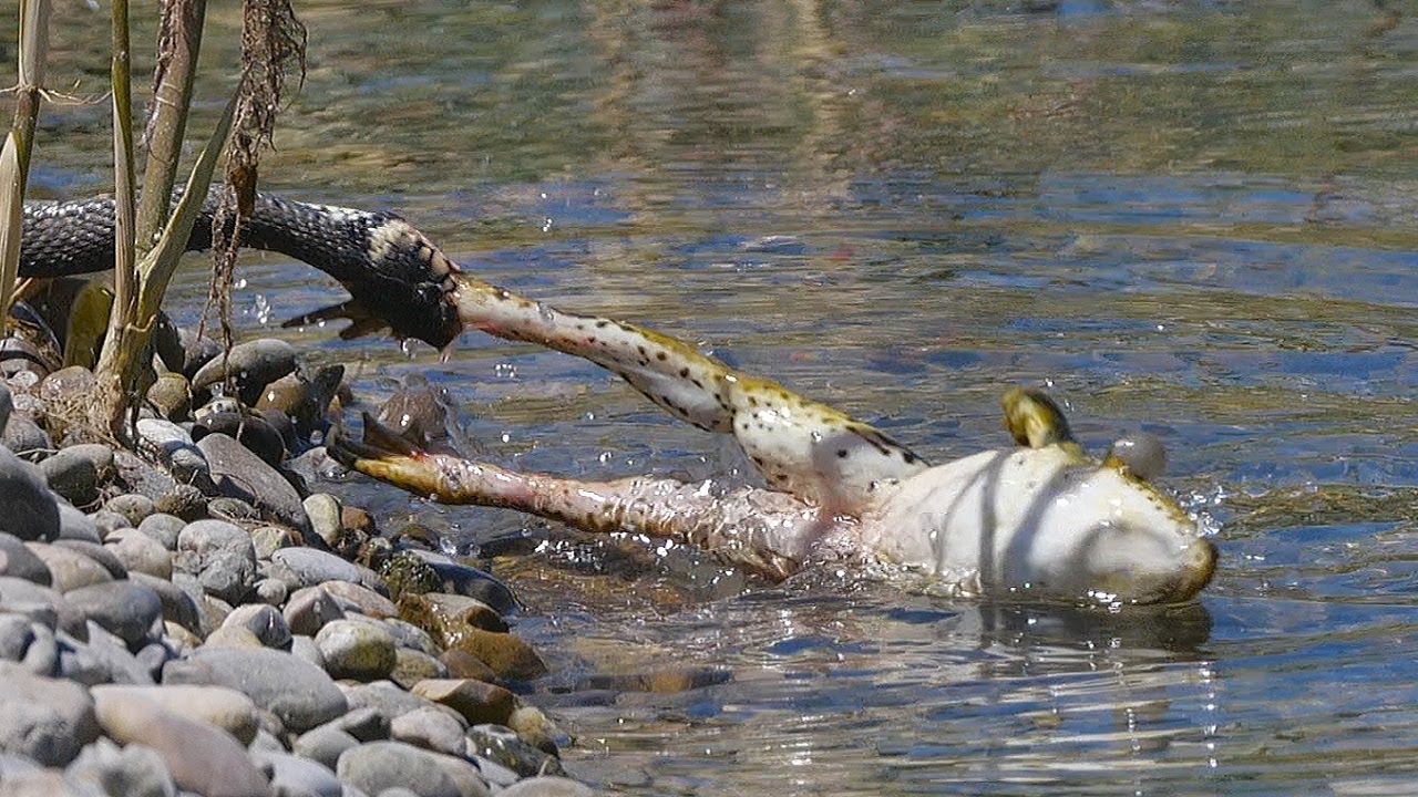 Dramatic long fight between grass snake and frog / Langer Kampf ...
