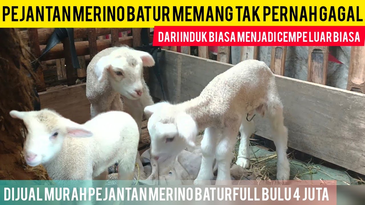 REVIEW TERBARU KAMBING DOMBA MERINO DOMBOS//HARGA PEJANTAN FULL BULU 4 ...
