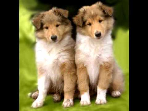 lassie hund - YouTube