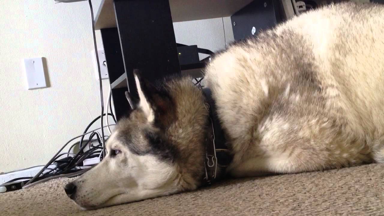 Hidden Camera on husky - YouTube
