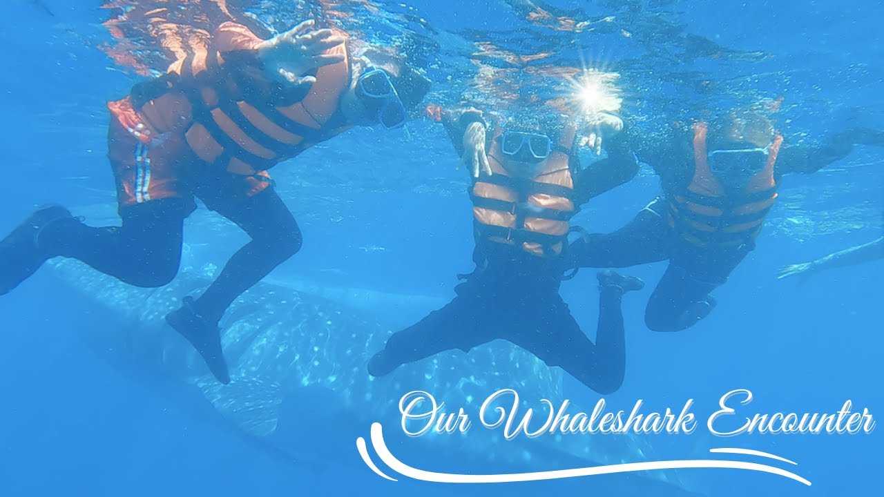 (Full)Gentle Giants of the Sea| WHALESHARK (BUTANDING) Encounter| OSLOB ...