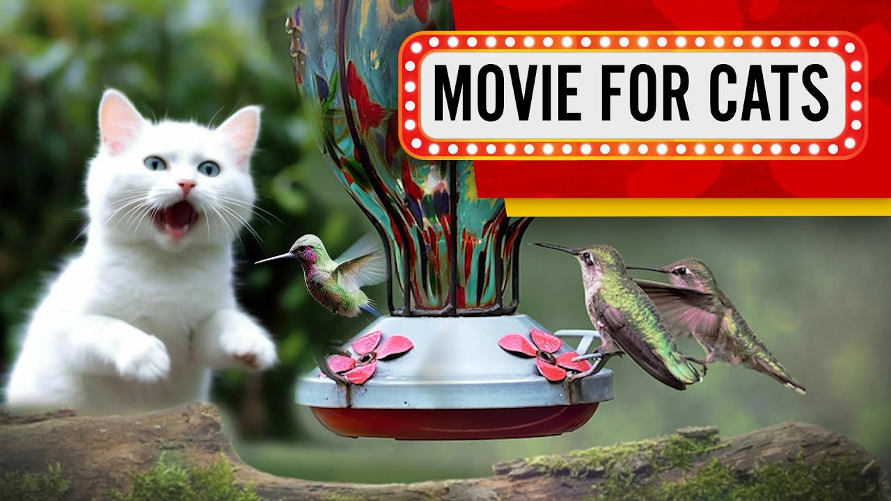 😸 Movie for Cats - Family of Hummingbirds (Slow-mo Bird video for Cats ...