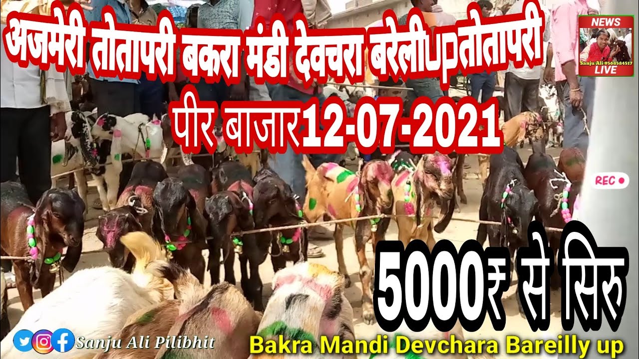 12 जुलाई 2021सोमवार Bakra Mandi Devchara Bareilly up Ajmeri bakrae TOTa ...