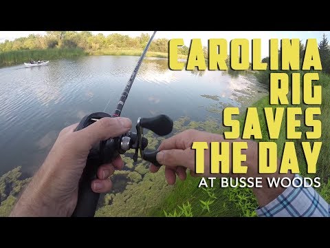 Carolina Rig Saves The Day At Busse Woods!