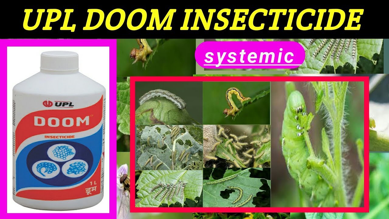 UPL Doom insecticide | Dichlorovas 76% EC | Doom price dose result ...