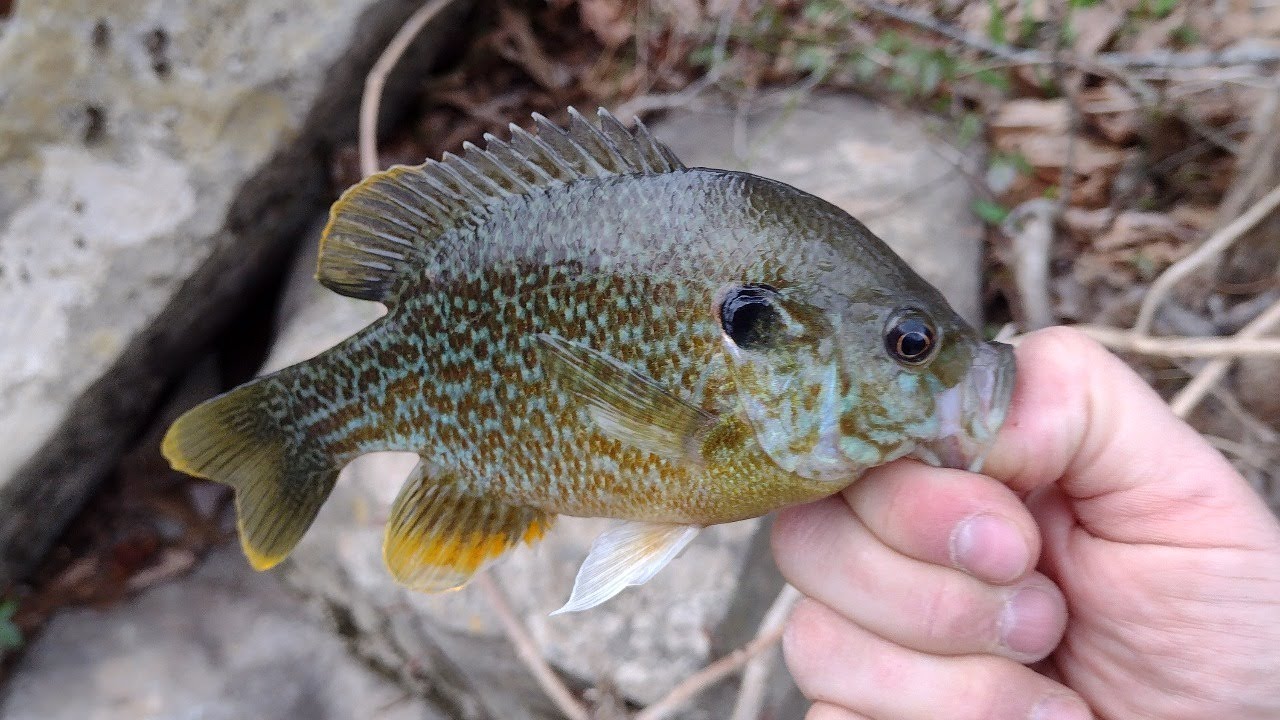 Creek wading adventures - YouTube